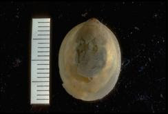 The World of Mollusca: Monoplacophora