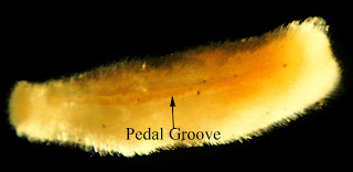 The World of Mollusca: Aplacophora