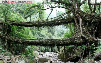 A Nature-Made Bridge
