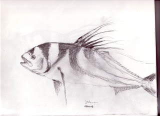 YUHINA ILLUSTRATION: Sketch Rooster Fish