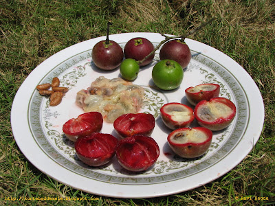 ಕುಂಟೆ ಬಡ್ಡೆ ಮೇಲೆ: ಬಹು ಉಪಯೋಗಿ ಹಣ್ಣು.