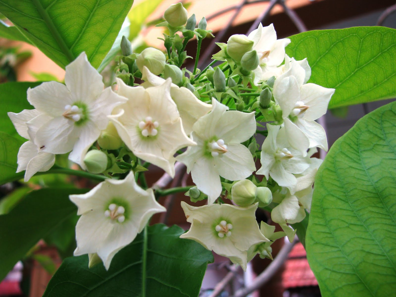 madisyak.blogspot: BUNGA KESIDANG