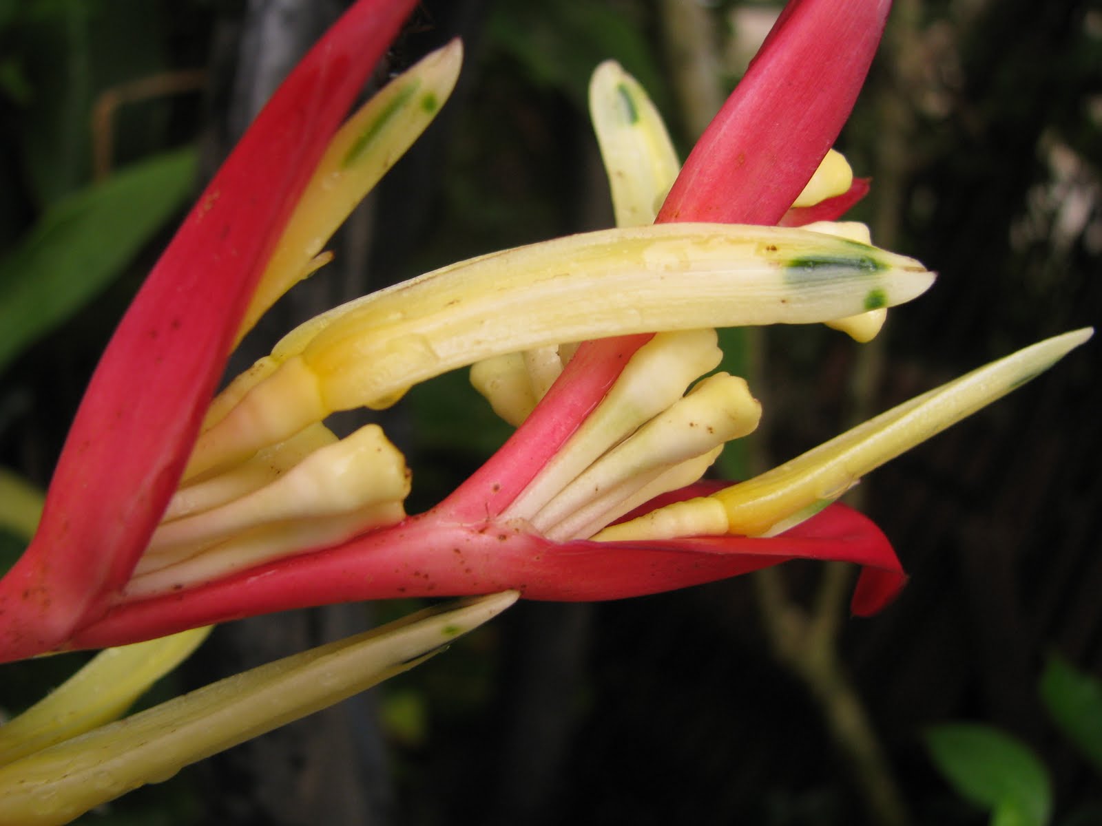 Dari Lensa Kelabu: BUNGA SEPIT UDANG