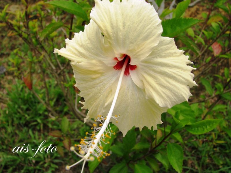 Dari Lensa Kelabu: BUNGA RAYA KUNING