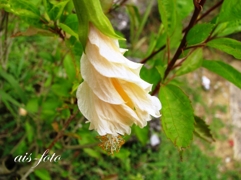 Dari Lensa Kelabu: BUNGA RAYA KUNING