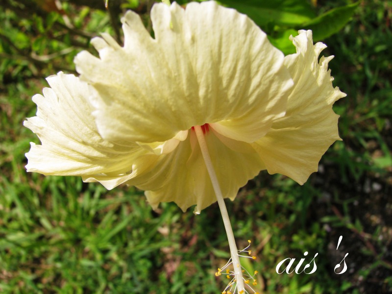 Dari Lensa Kelabu: BUNGA RAYA KUNING