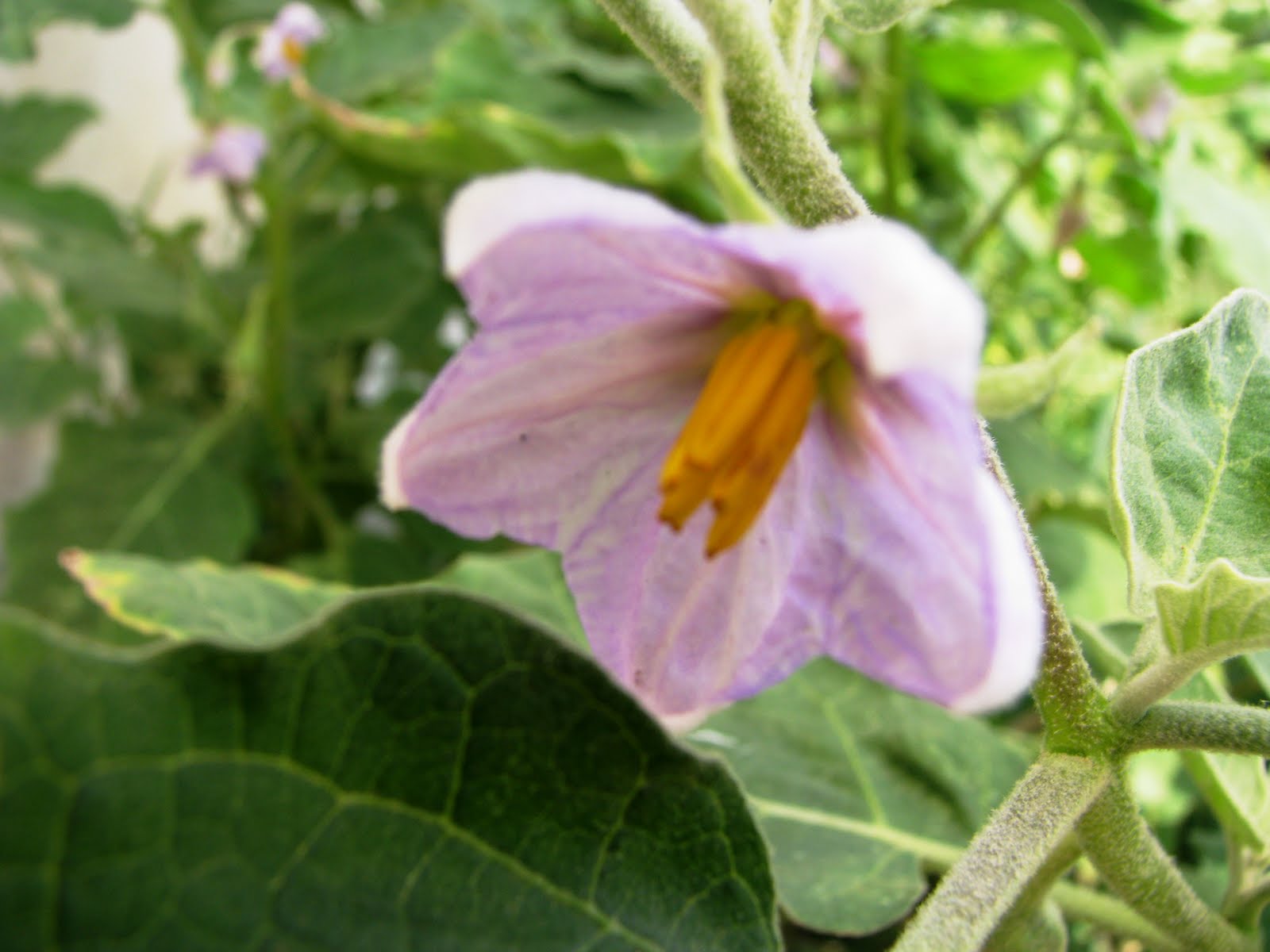 Dari Lensa Kelabu: BUNGA TERUNG