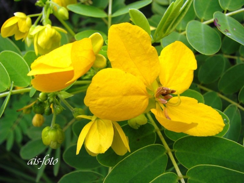 Dari Lensa Kelabu: BUNGA SENA MEKAH