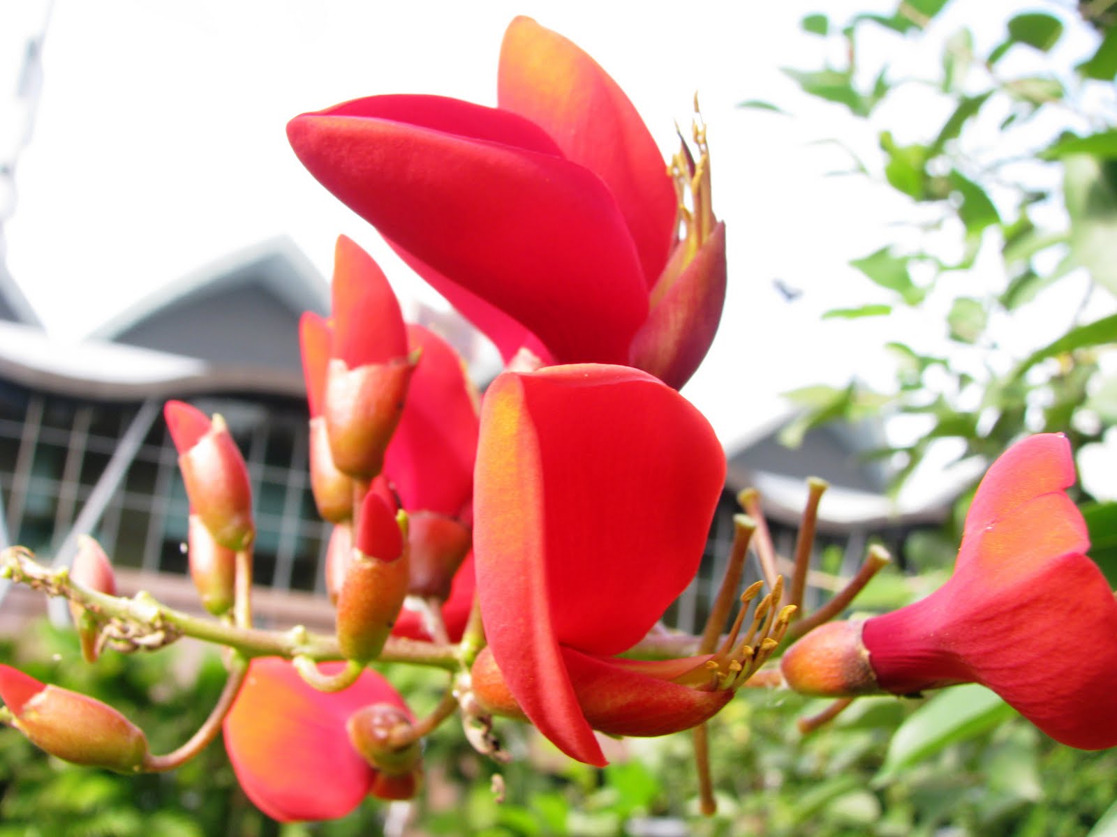 Dari Lensa Kelabu: BUNGA DEDAP