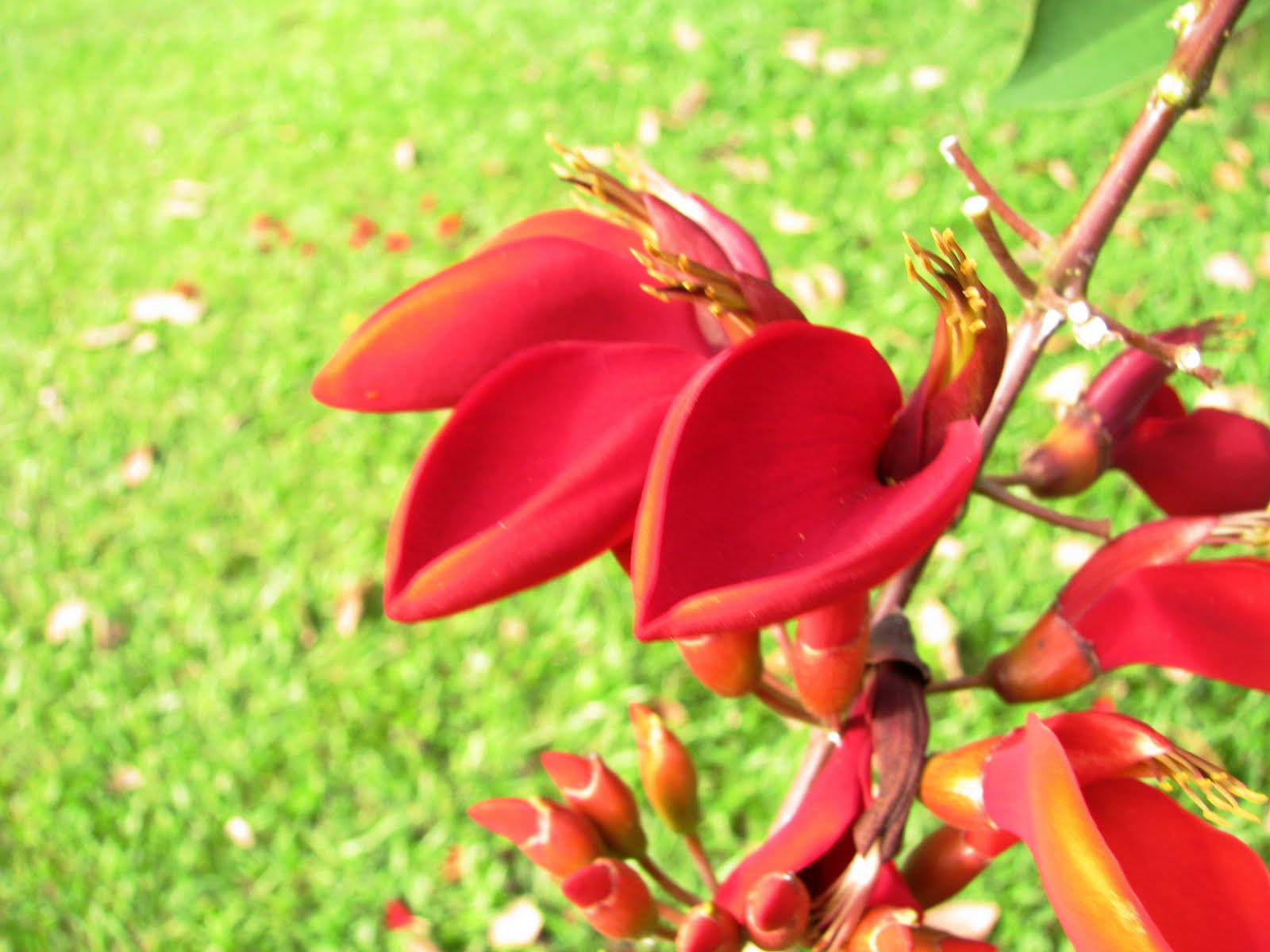 Dari Lensa Kelabu: BUNGA DEDAP