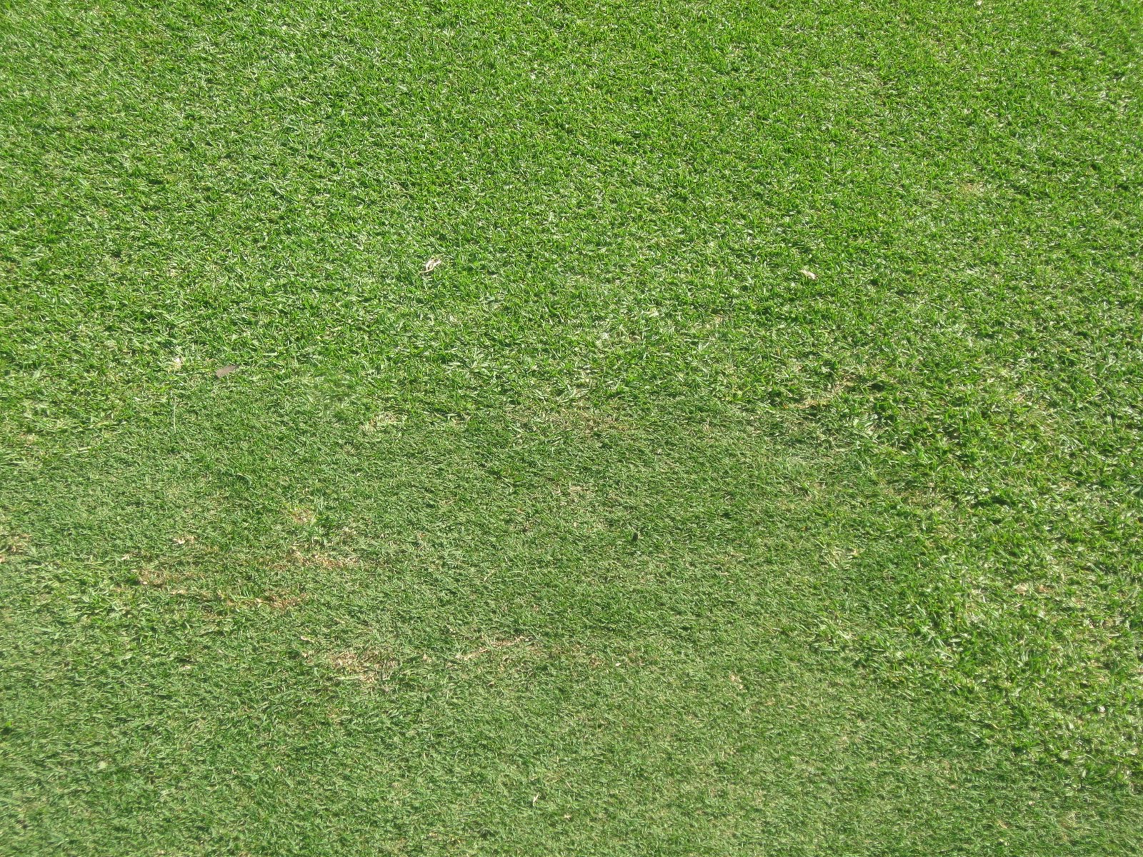 Northbridge Golf Club Course Maintenance: Turfing patches in Fairways.