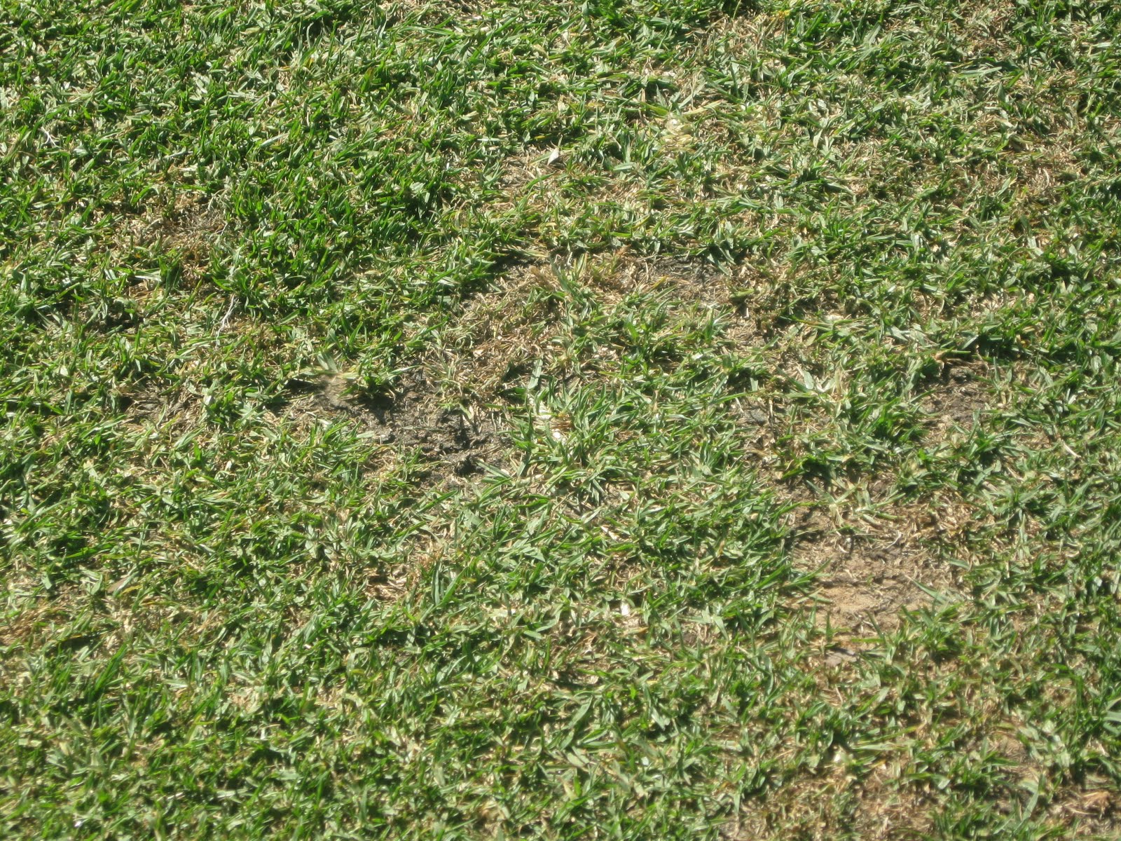Northbridge Golf Club Course Maintenance: Turfing patches in Fairways.