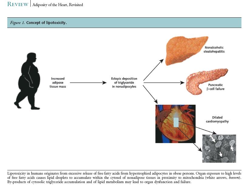 Animal Pharm: Control Insulin, Control Cancer and Chronic Diseases