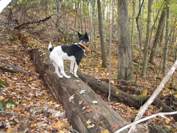 Buckley Mountain Feist Squirrel Dogs: A little squirrel dog action