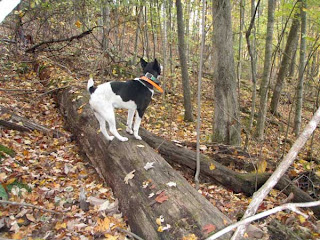 Buckley Mountain Feist Squirrel Dogs: A little squirrel dog action