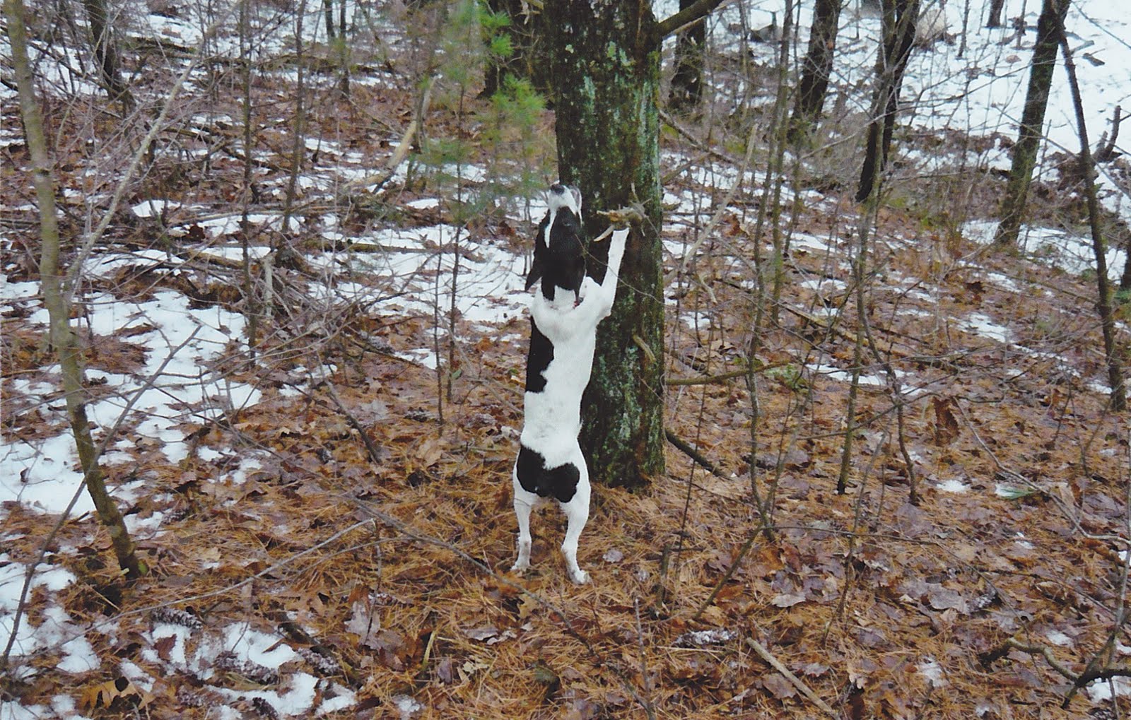 Buckley Mountain Feist Squirrel Dogs: Mountain Feist pup treeing at 6 ...