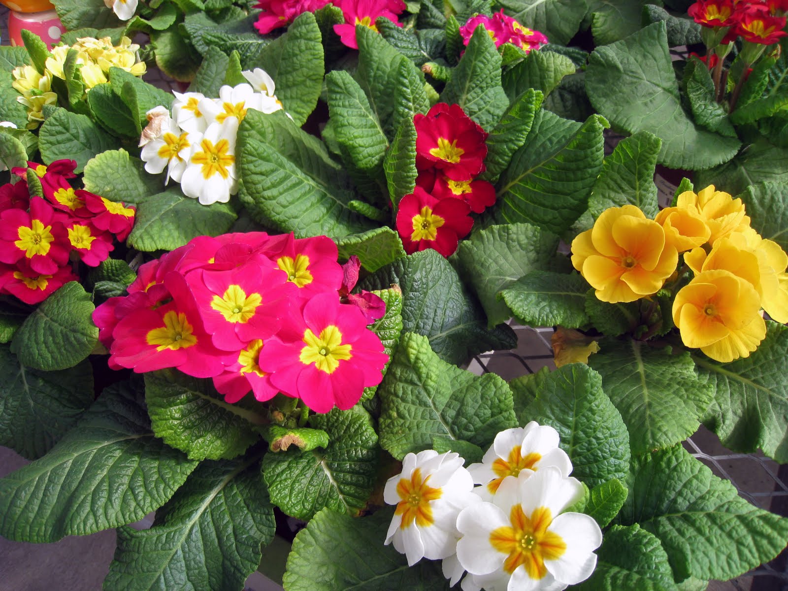 Moments of Delight...Anne Reeves: Primulas