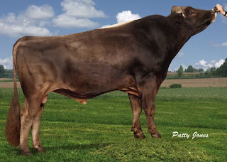 Genetics Bovine: CATALOGO TOROS PARDO SUIZO