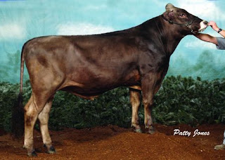 Genetics Bovine: CATALOGO TOROS PARDO SUIZO