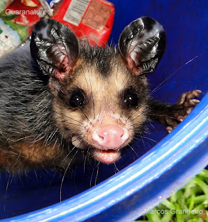 Guaranature: Gambá, Saruê, Raposinha ( Didelphis marsupialis)...