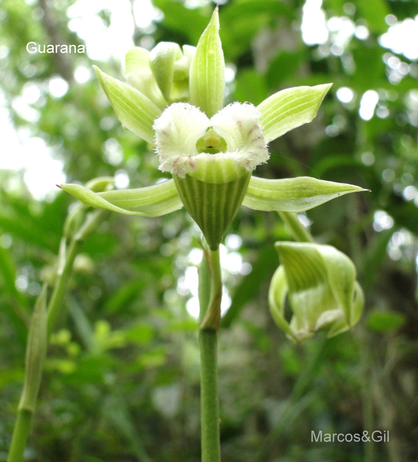 Guaranature: Galeandra beyrichi, delicada orquídea terrestre...
