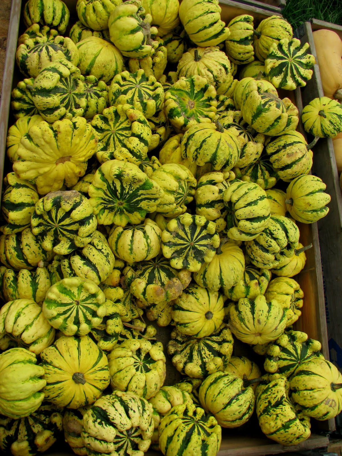 The Dirty Dance of The Bilot ... Partie II: Potiron, potimarron, courge ...