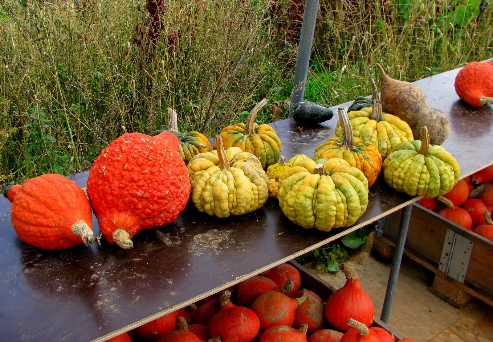 The Dirty Dance of The Bilot ... Partie II: Potiron, potimarron, courge ...