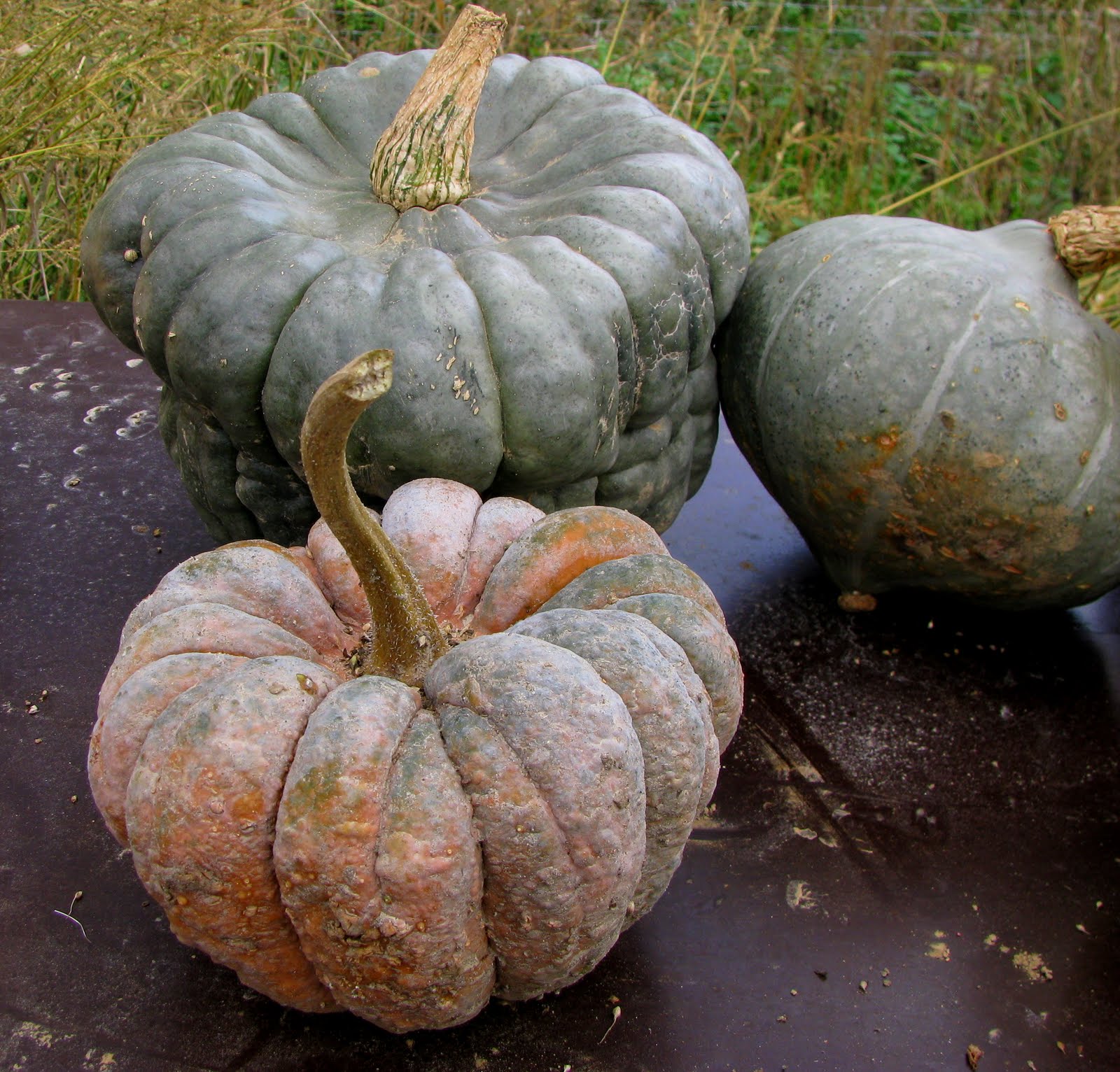 The Dirty Dance of The Bilot ... Partie II: Potiron, potimarron, courge ...