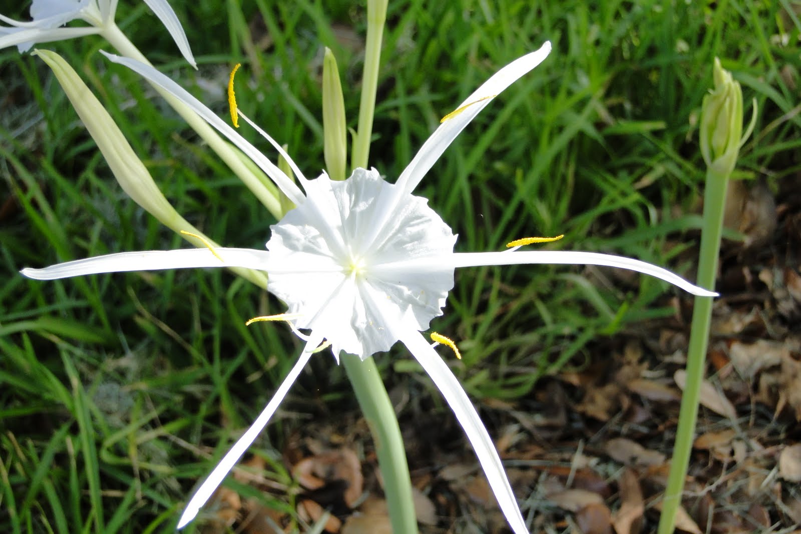 we saw that...: native spider lilies are blooming 2010....2015©