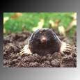 Pacific Northwest Gardening: How to kill Moles