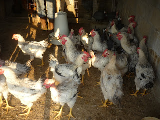 azienda agricola matteucci mauro