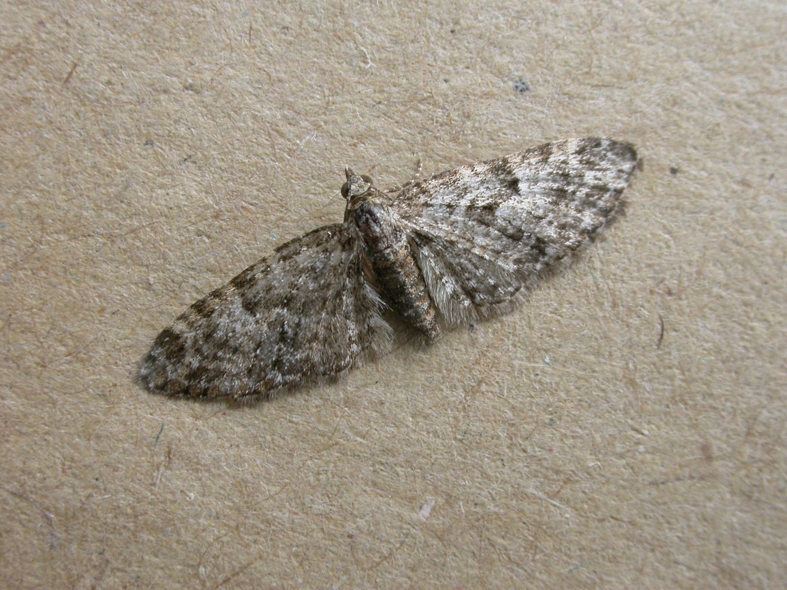 Central Scotland Moth News: December 2010