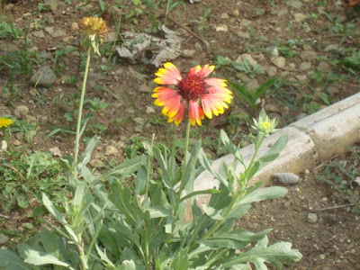 Las Plantas y La Salud: Calendula