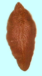 Adirondack Musing ™: Parasitic Worms - Trematode Infections