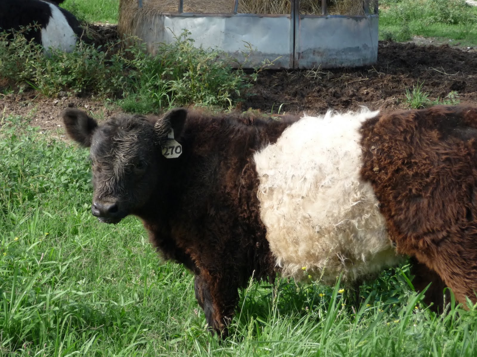 Gramme's Blog: OREO COWS