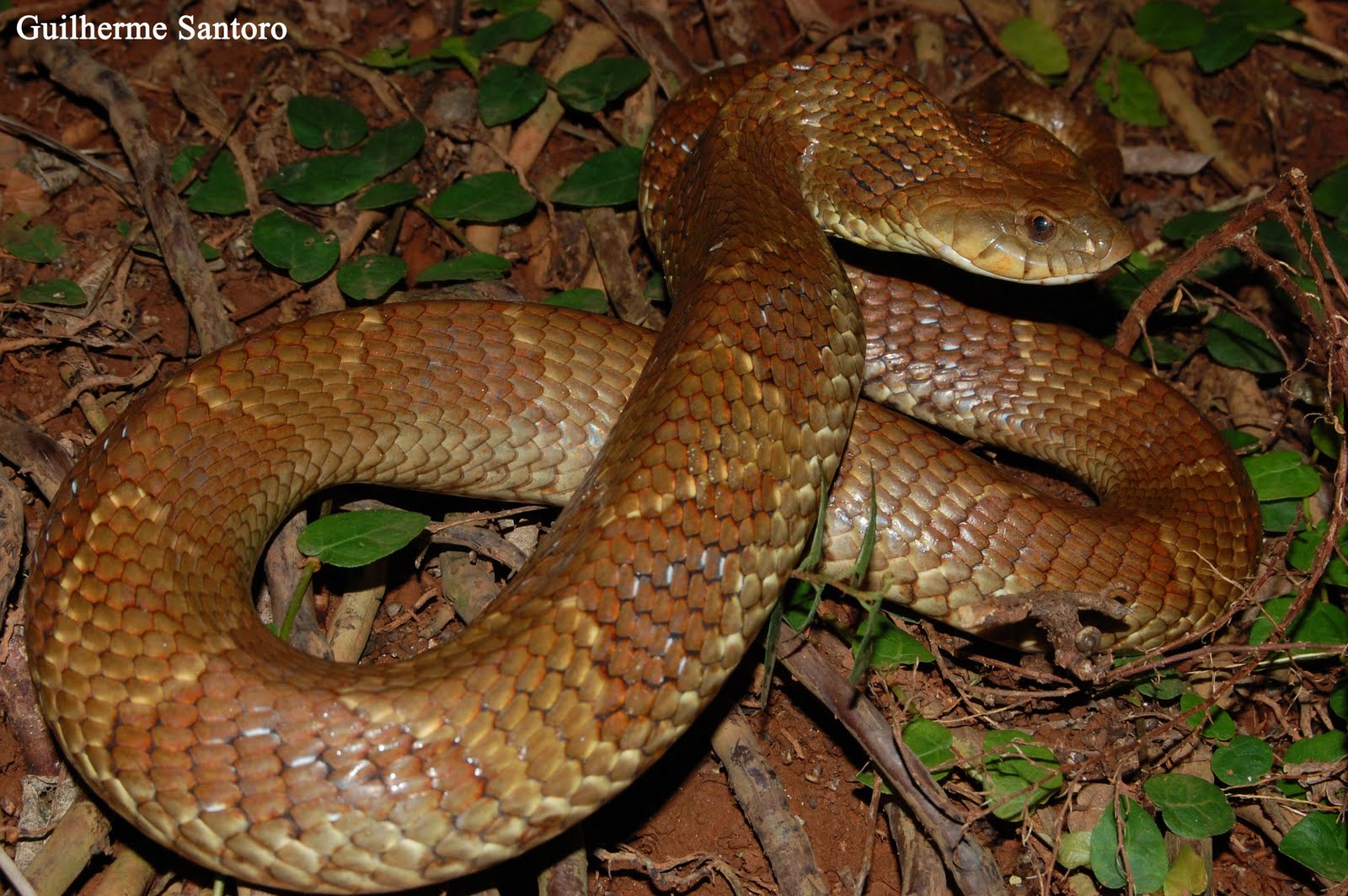 Anfíbios e Répteis do Brasil: Xenodon merremii (Wagler, 1824)