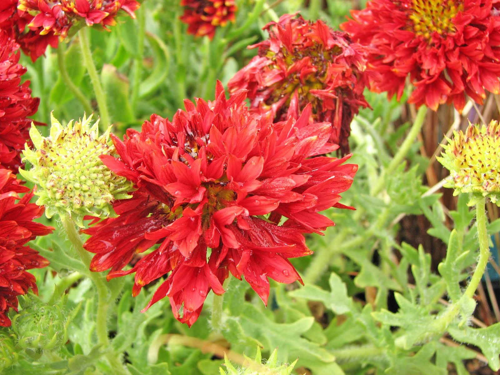 Carmen's Chronicles: Ruby Tuesday & Today's Flowers - Red is Passion ...
