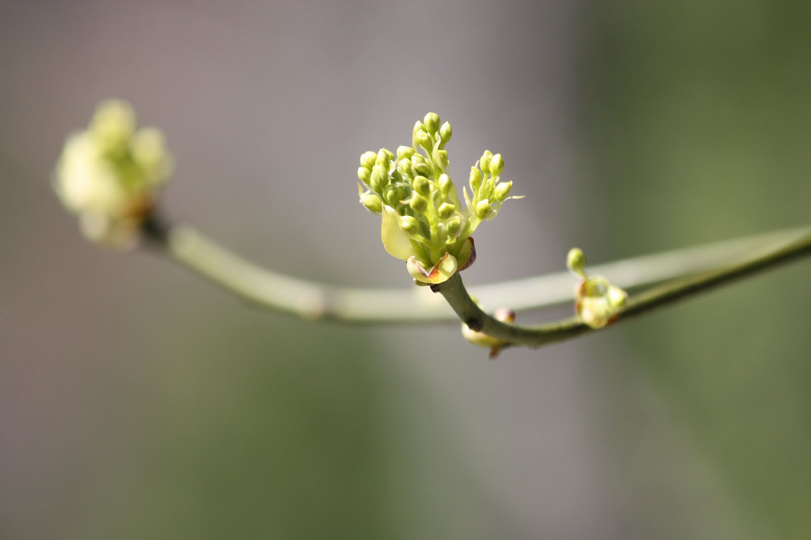murmuring trees: Sassafras is about to bloom