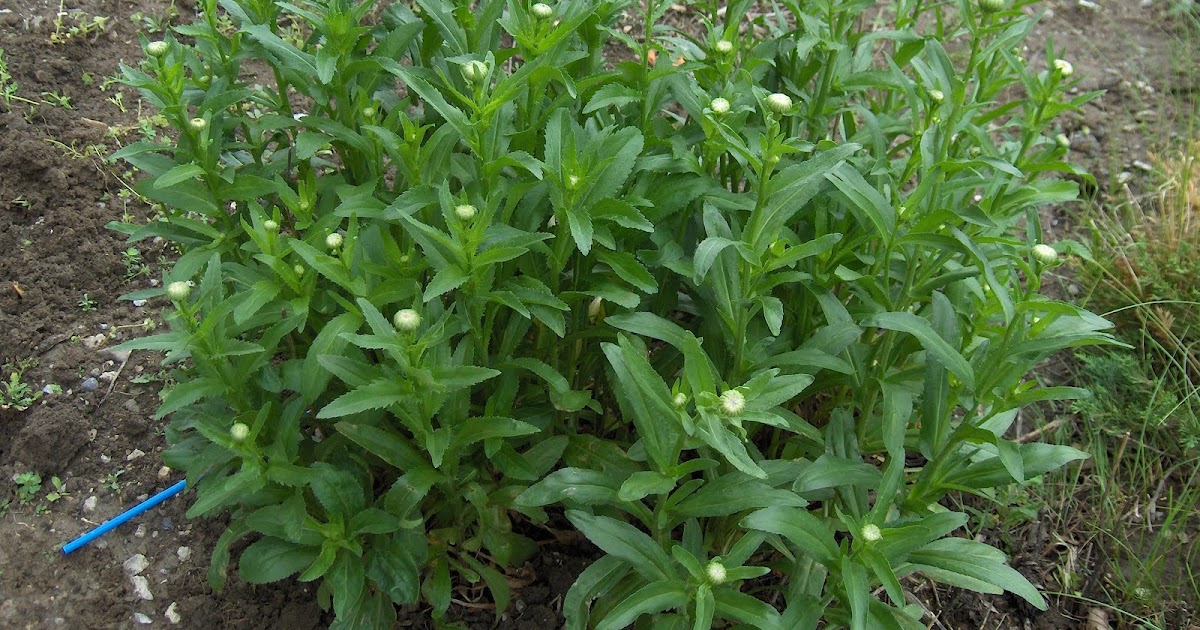 gimimibit.com photopage: New buds