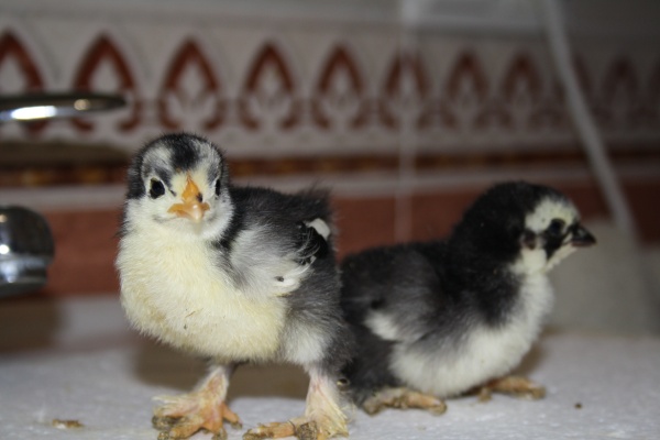 Aves Kiriki: Pollitos