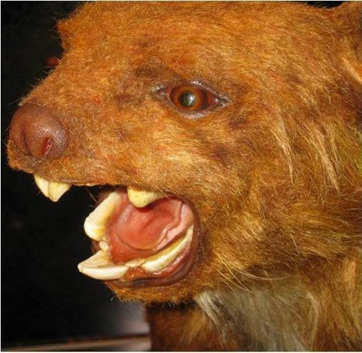 Irish i's: Thylarctos plummetus, the Drop Bear