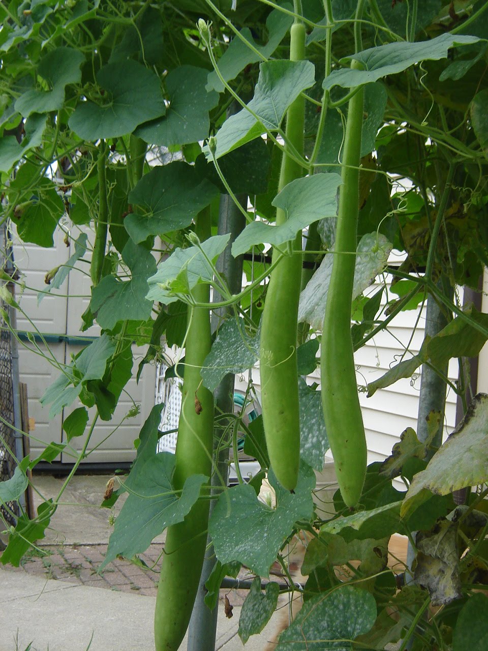 Mama G Recipes: cucuzza - Italian Squash Soup