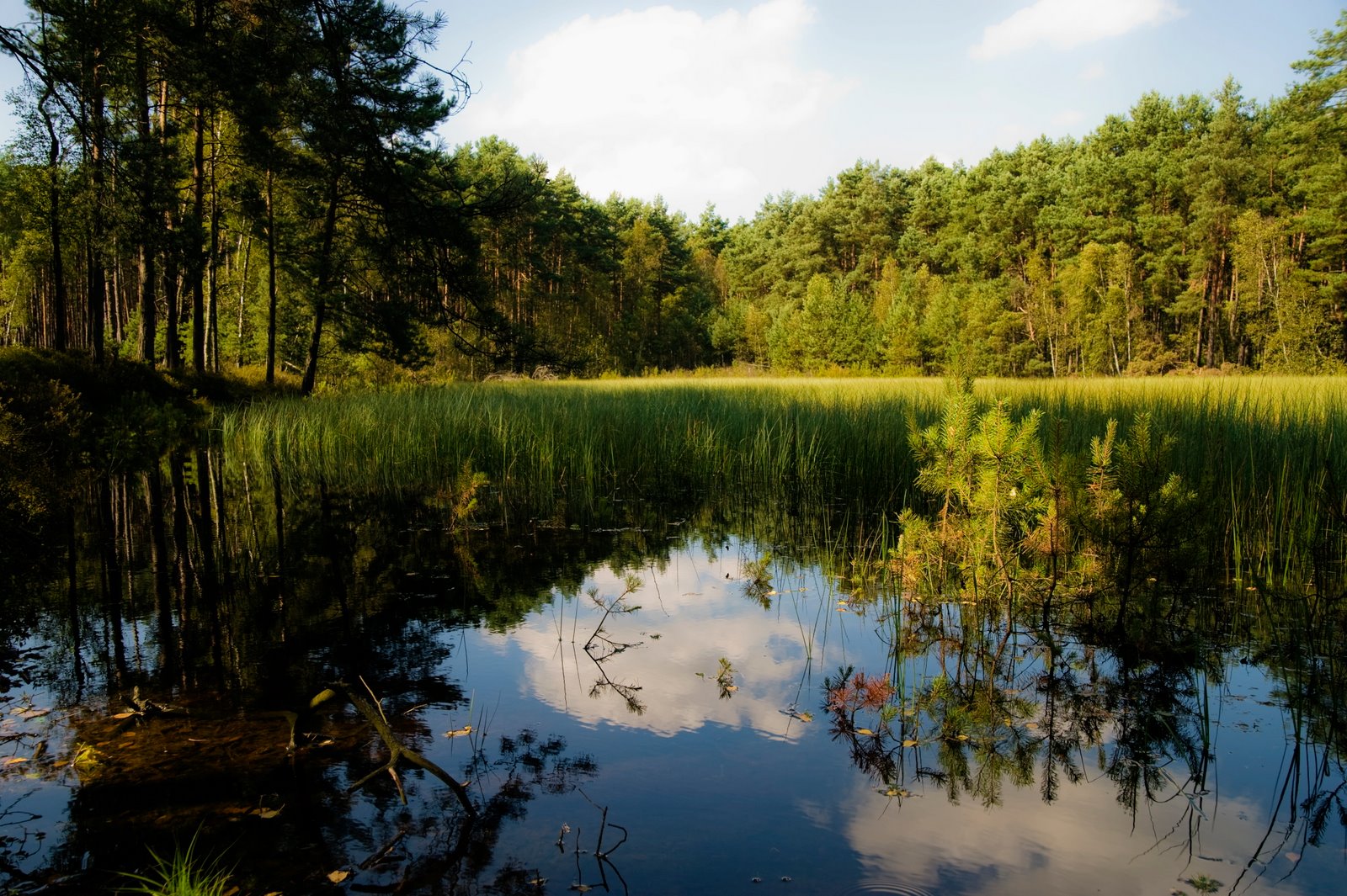 foto-mani: Polskie lasy 3