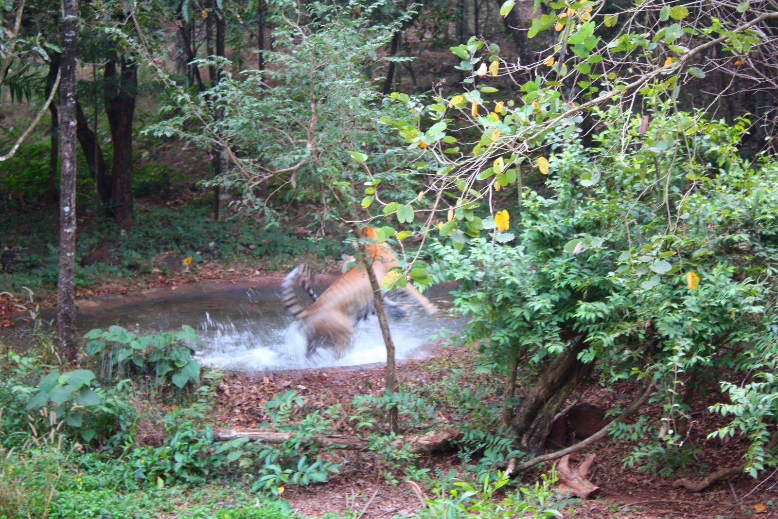 Nisargadhama - JungleKey.in Image #50