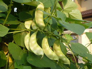 World's Oldest Tortoise 250 Years"Adwaita"?