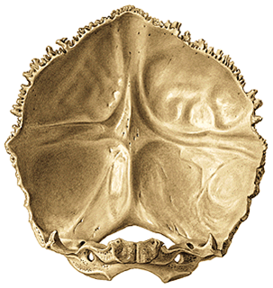 El blog neuroanatomico del Dr. Mime: HUESO OCCIPITAL