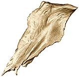 Hueso de la cara (VOMER): Hueso de la cara (VOMER)