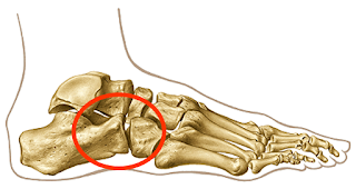 Anatomía Humana: Articulaciones.