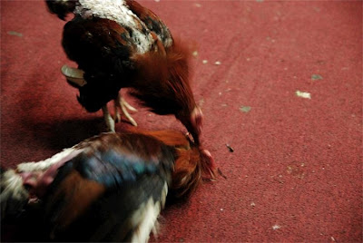 Rinhas de galo na Costa Rica (imagens e informação) - Amanhã é outro dia