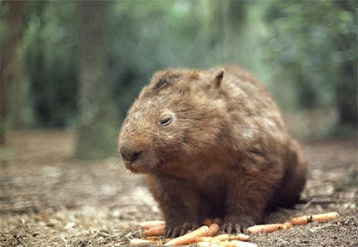 zoologia: WOMBAT